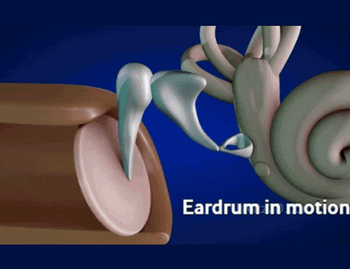 Shabahang_Gif_Ear_تصاویر_متحرک_شباهنگ_گوش